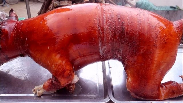 Tuyển chọn 50+ ảnh chó quay với những biểu cảm hài hước và đáng yêu